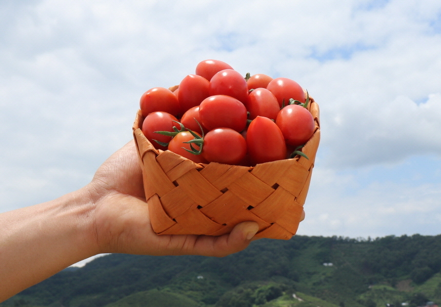 G마켓 - 대추방울토마토(중과) 2kg 추천_GAP인증 / (2kg 5kg 구매 가능)