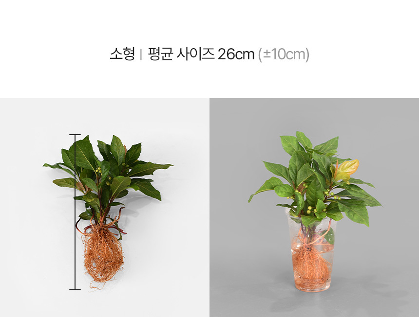cheon_nyang_guum_02.jpg