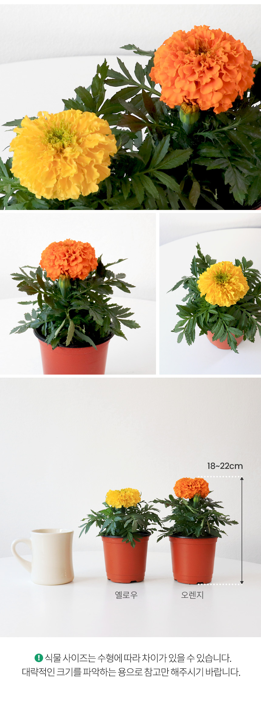 marigold-inca_03.jpg