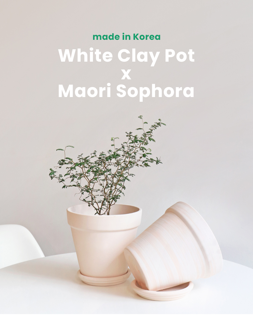 마오리소포라(중형) 화이트토분 세트 - 마이플랜트
