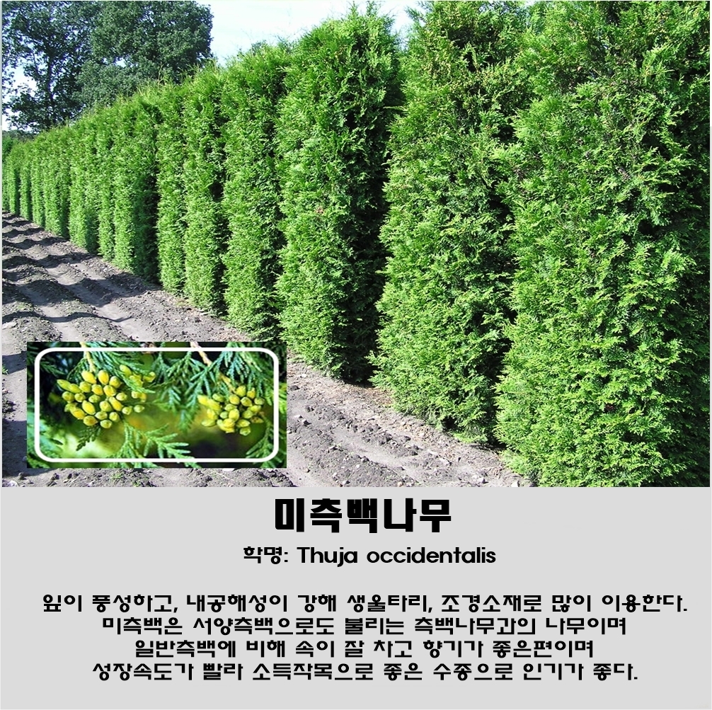 미측백나무 분묘 h1m전후 울타리나무 : 묘목,조경,인테리어 - 심폴
